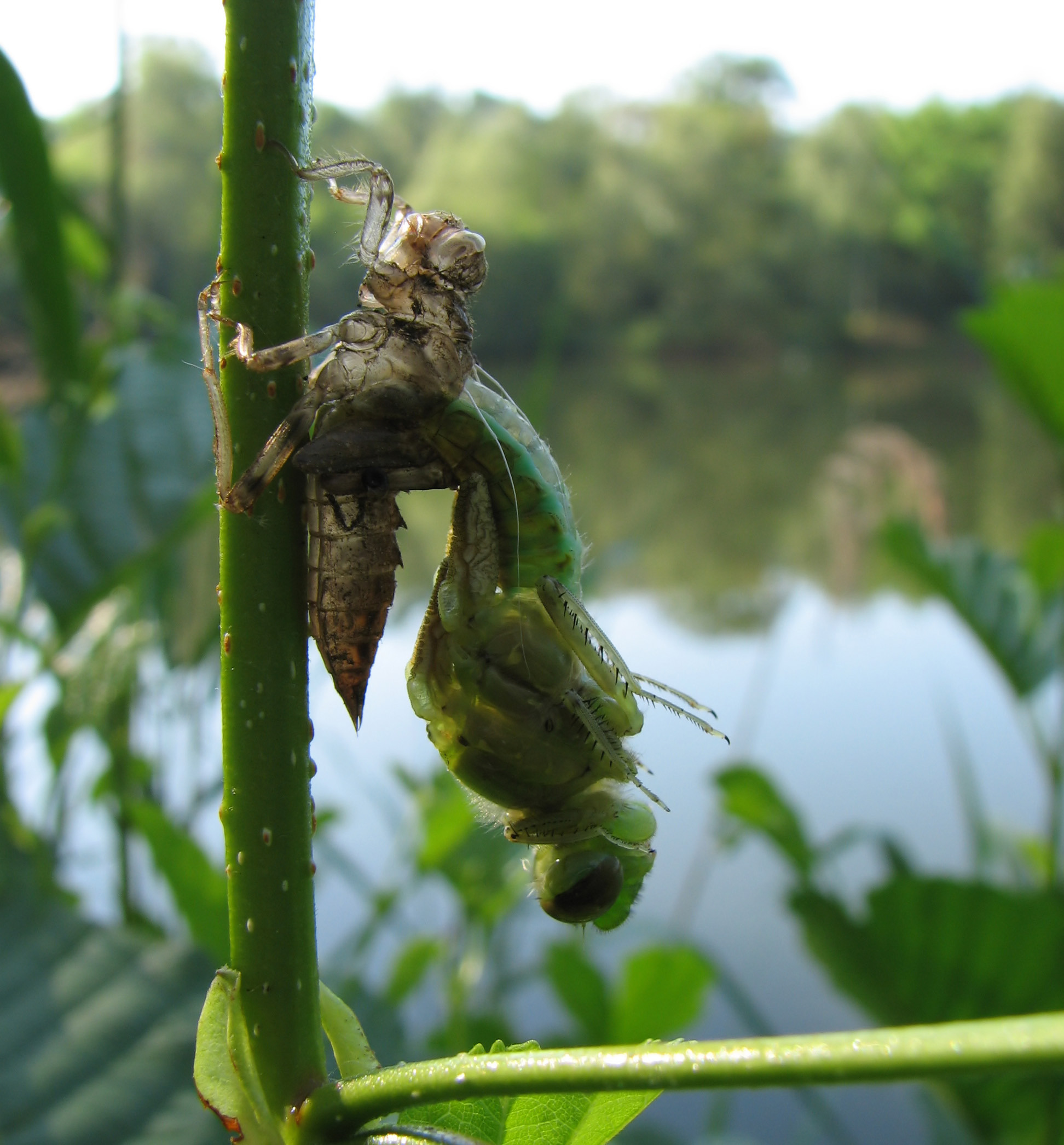 Dragonfly emergence 18/06/2006